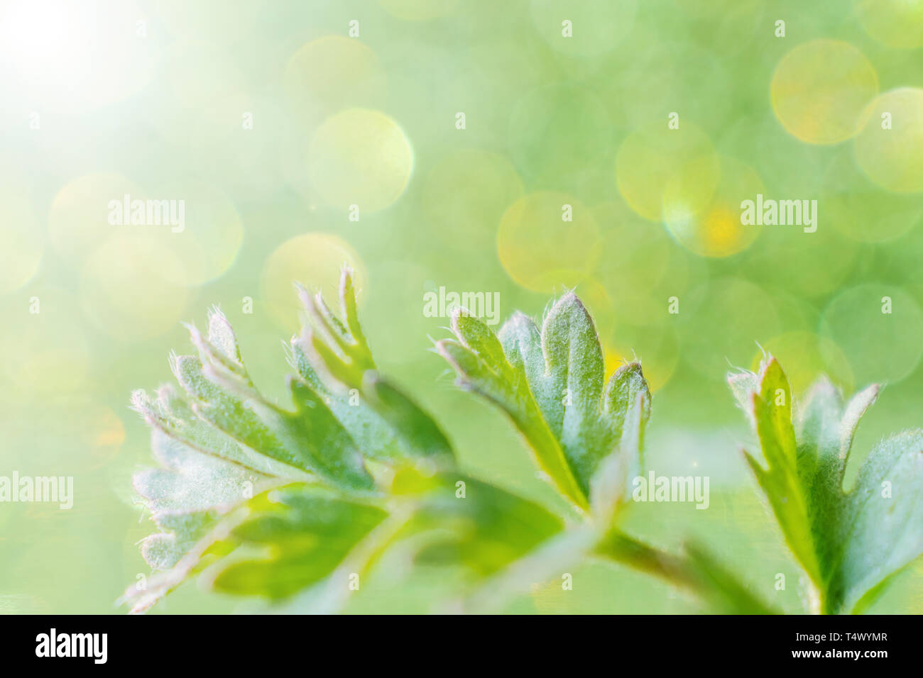 Sparkles leaf hi-res stock photography and images - Alamy
