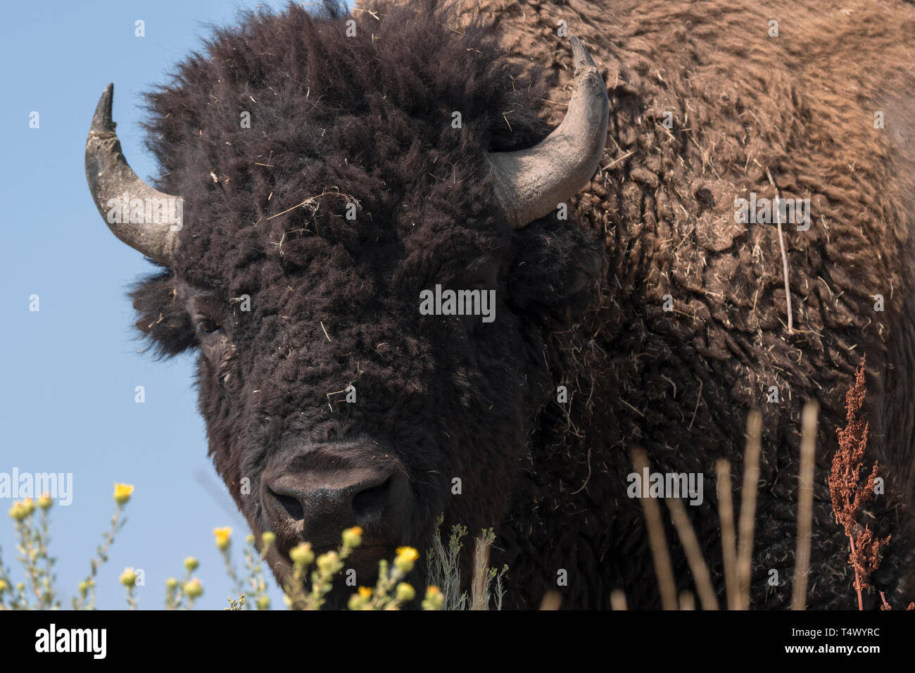 bison change the fur in Antelope island state park in Utah Stock Photo ...