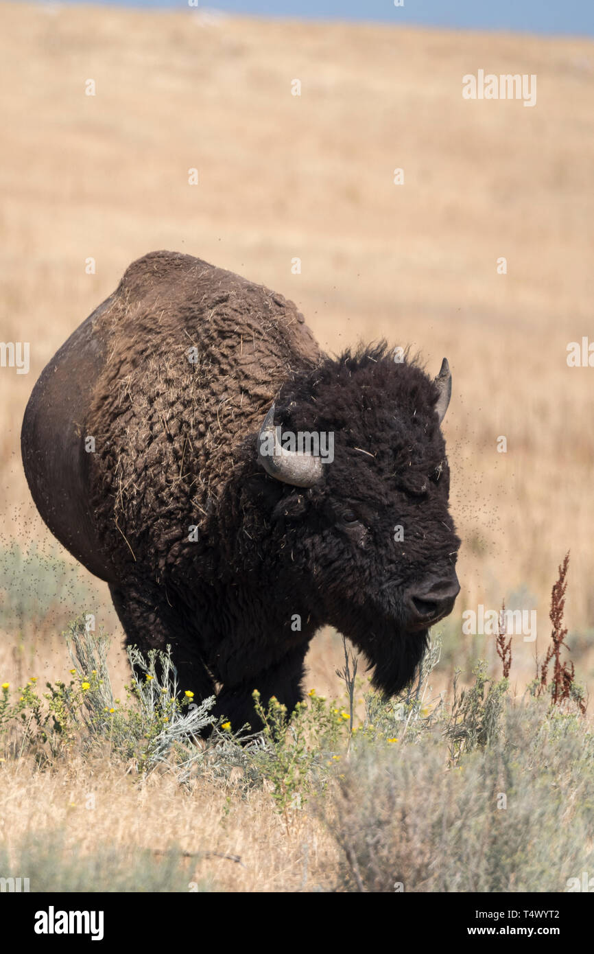 bison change the fur in Antelope island state park in Utah Stock Photo ...
