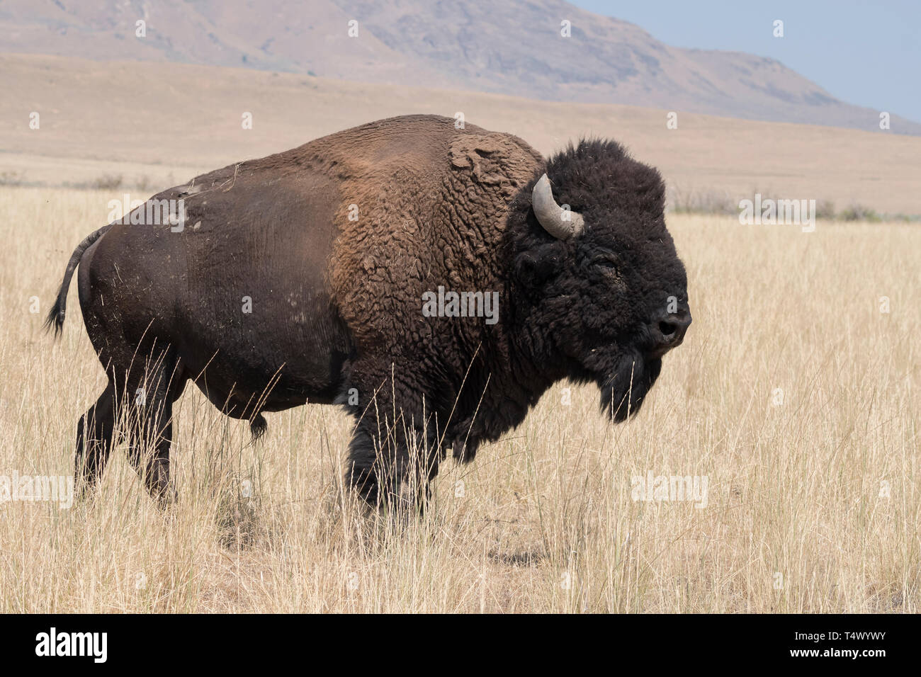 bison change the fur in Antelope island state park in Utah Stock Photo ...