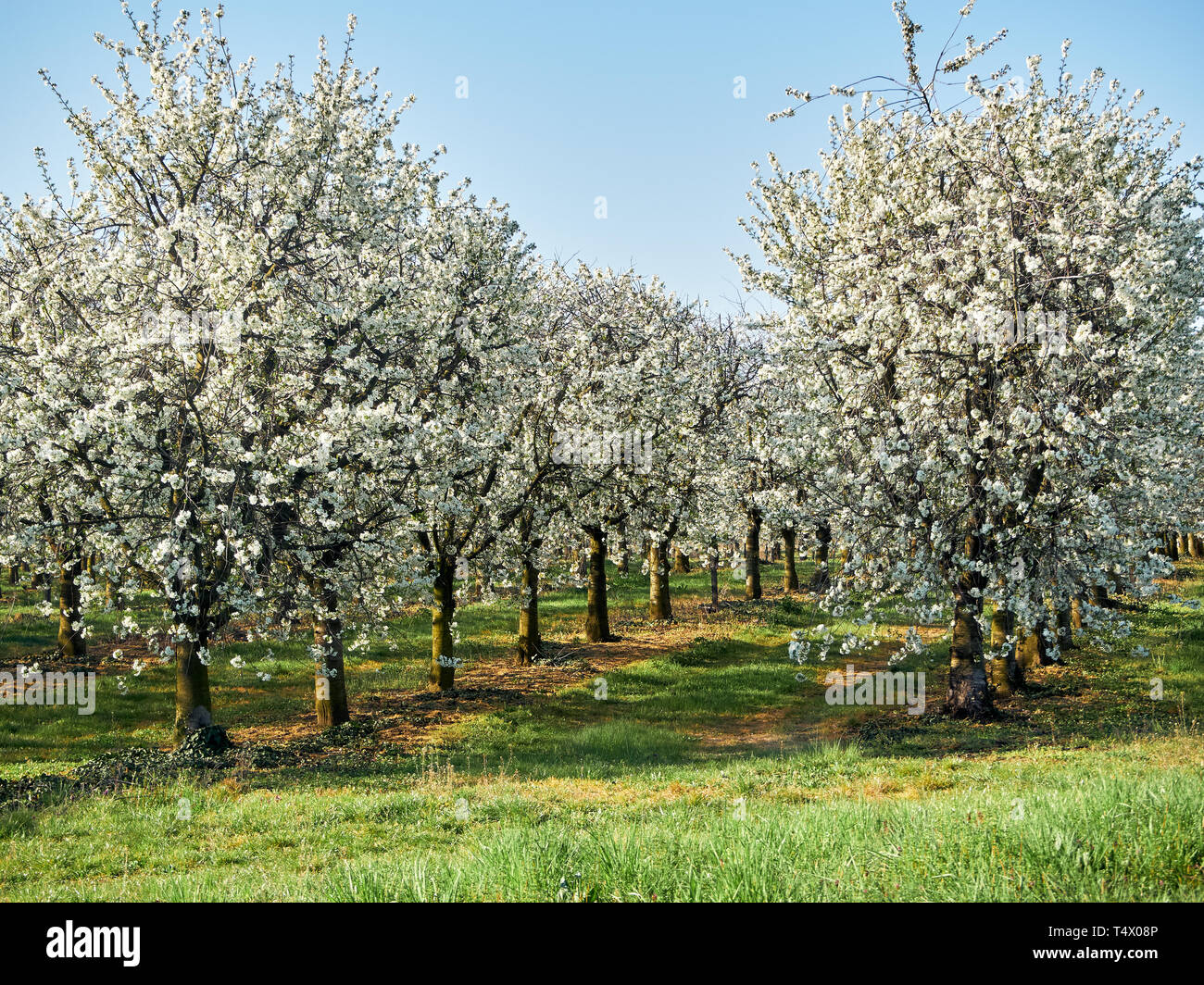 Flower orchard row hi-res stock photography and images - Alamy