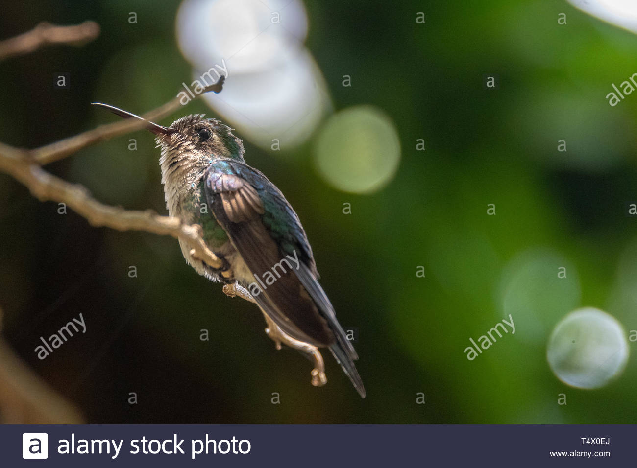 Cuban Bee Hummingbird Stock Photos & Cuban Bee Hummingbird Stock Images ...