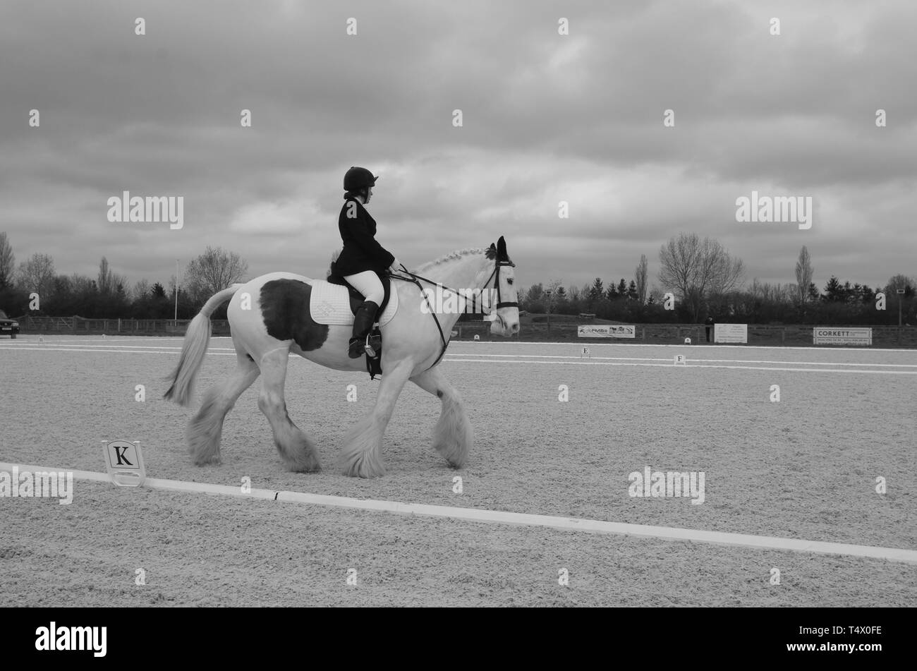 Cob dressage hi-res stock photography and images - Alamy