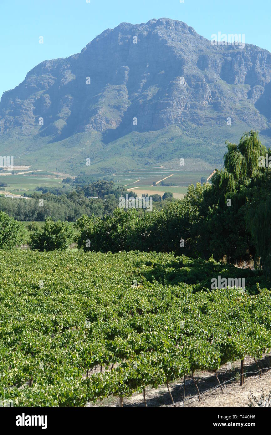 Cape Town vineyard with Table Mountain in background Stock Photo - Alamy