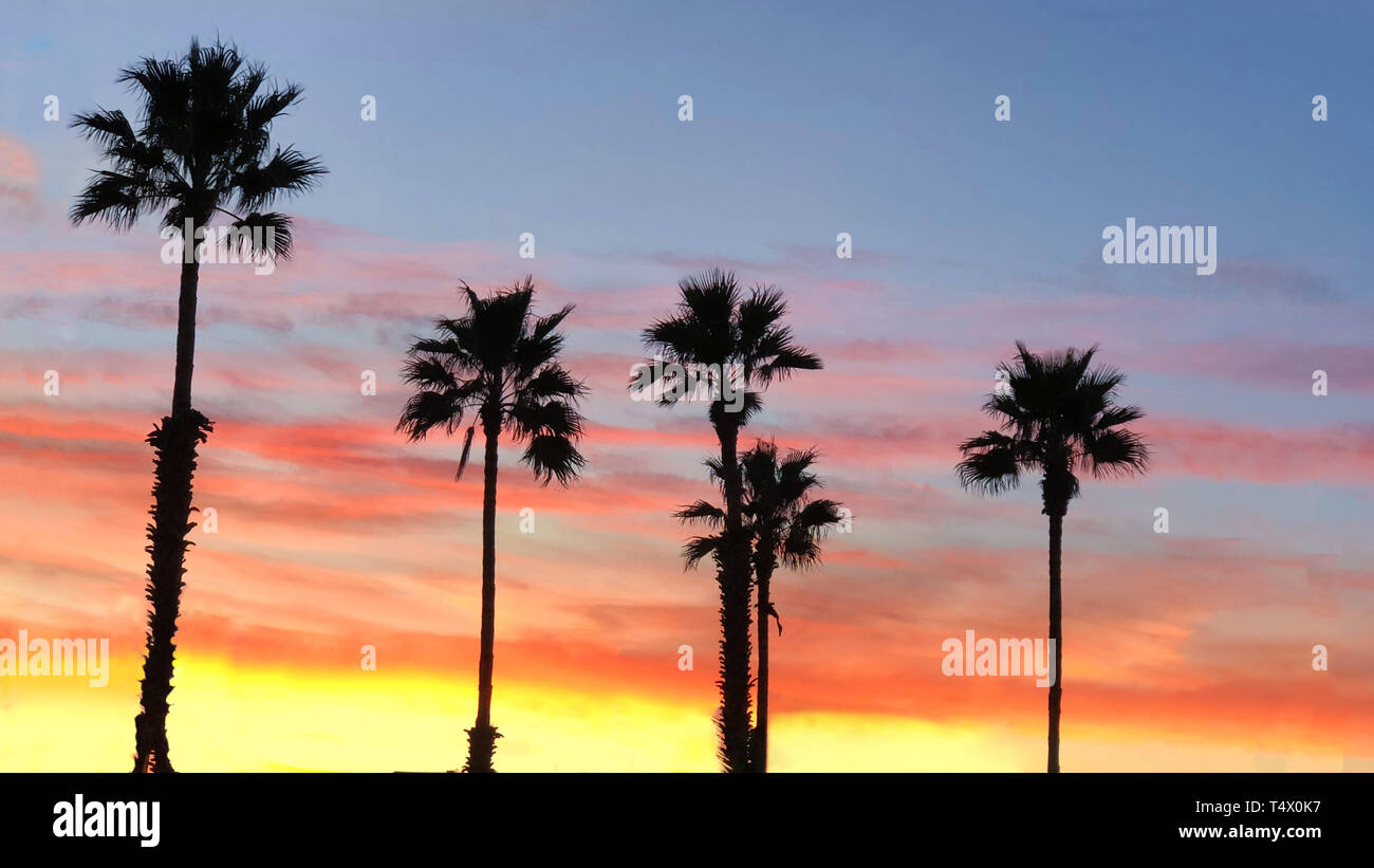 Colourful sunset over palm trees in Barcelona Stock Photo - Alamy