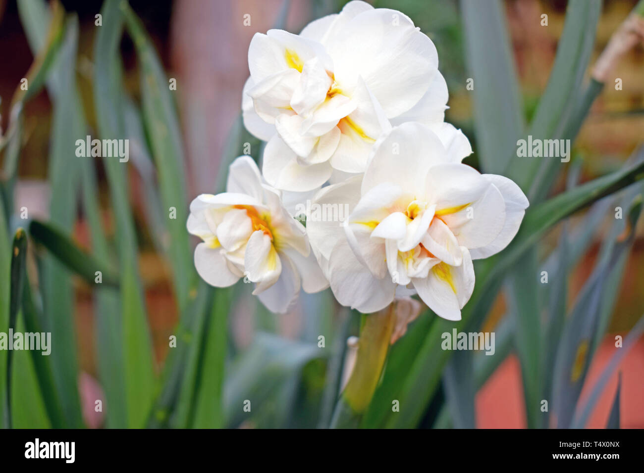 a bunch of three beautiful white and yellow coloured daffodils also ...