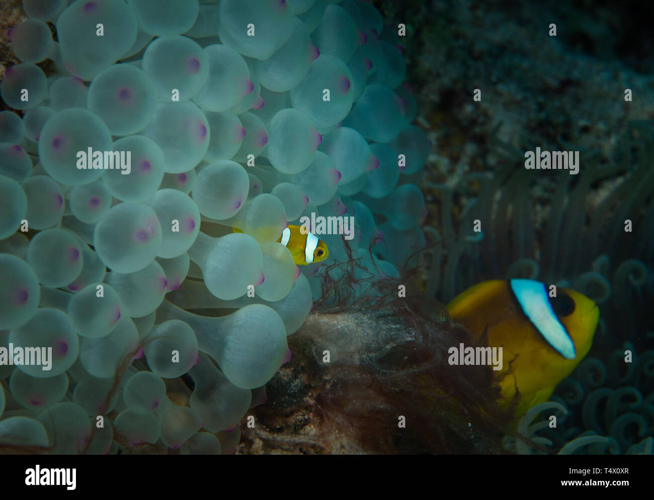 Juvenile Clark's Anemonefish, Amphiprion clarkii, in Bubble-tip Anemone ...
