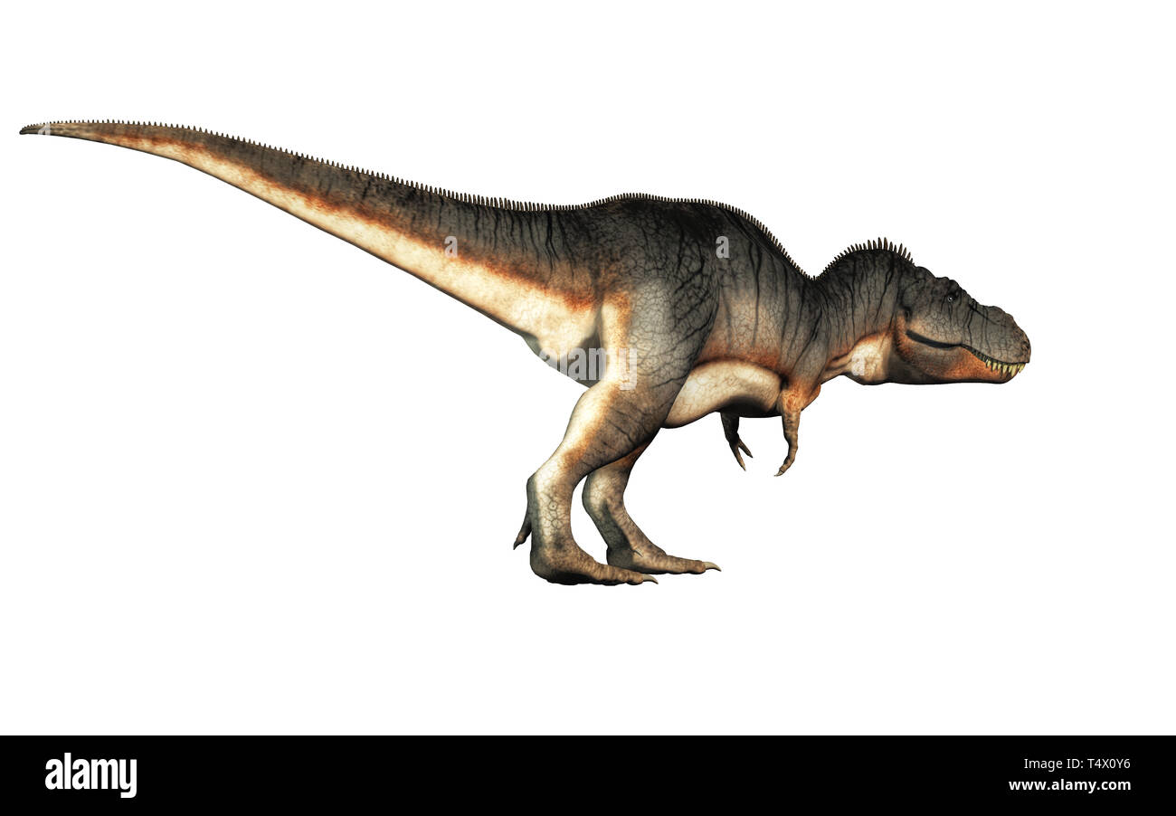 A tyrannosaurus rex stands on a white background. The most popular carnivorous dinosaur, this ...
