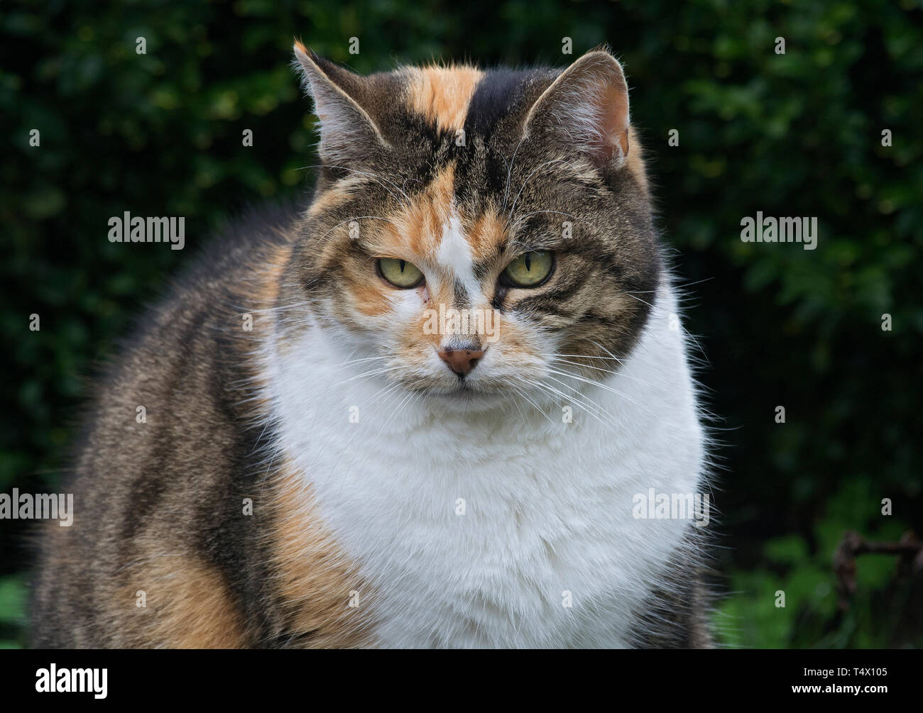 Tortoiseshell tabby hi-res stock photography and images - Alamy