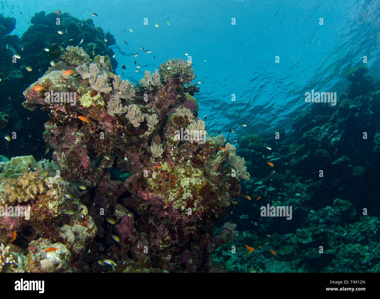 Coral reef, with fish, Hamata, Red Sea, Egypt Stock Photo - Alamy
