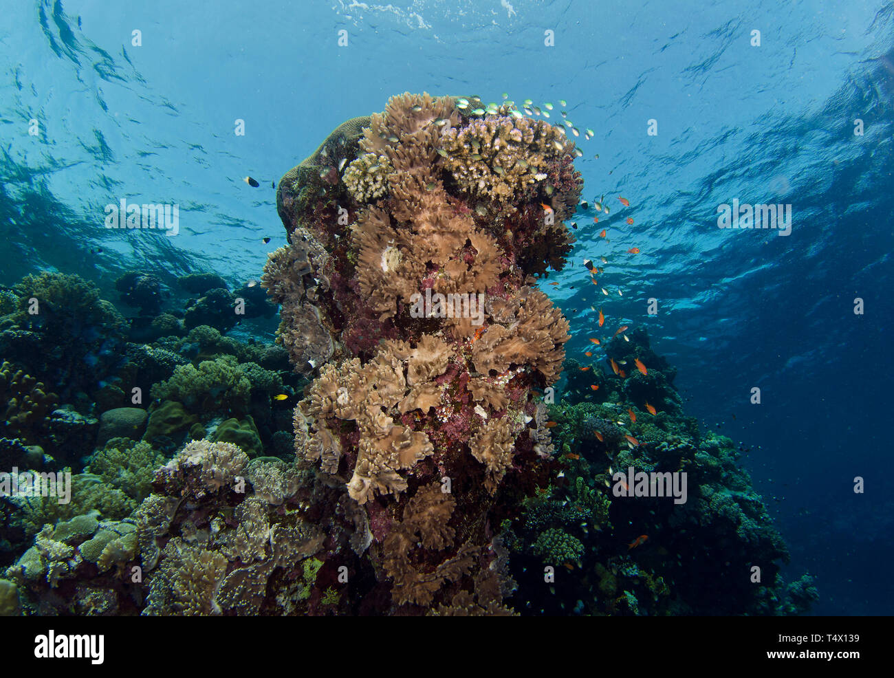 Coral reef, with fish, Hamata, Red Sea, Egypt Stock Photo - Alamy
