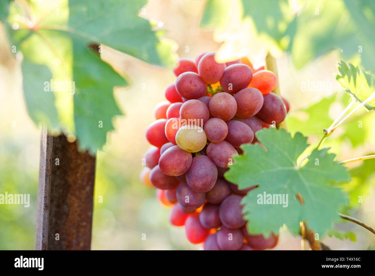 Grape grapes bunch purple produce hi-res stock photography and images ...