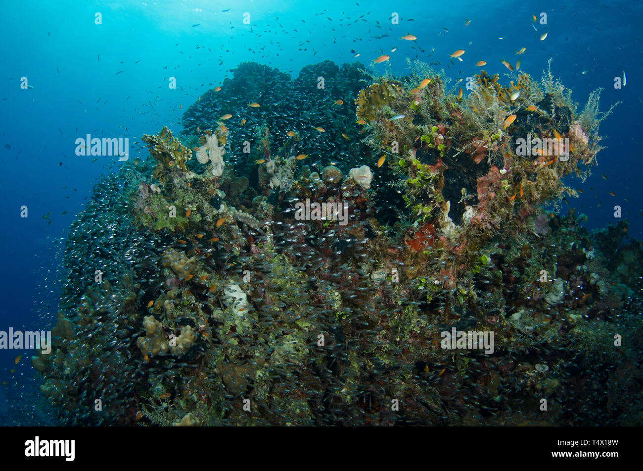 Coral reef, with glassfish, Hamata, Red Sea, Egypt Stock Photo - Alamy