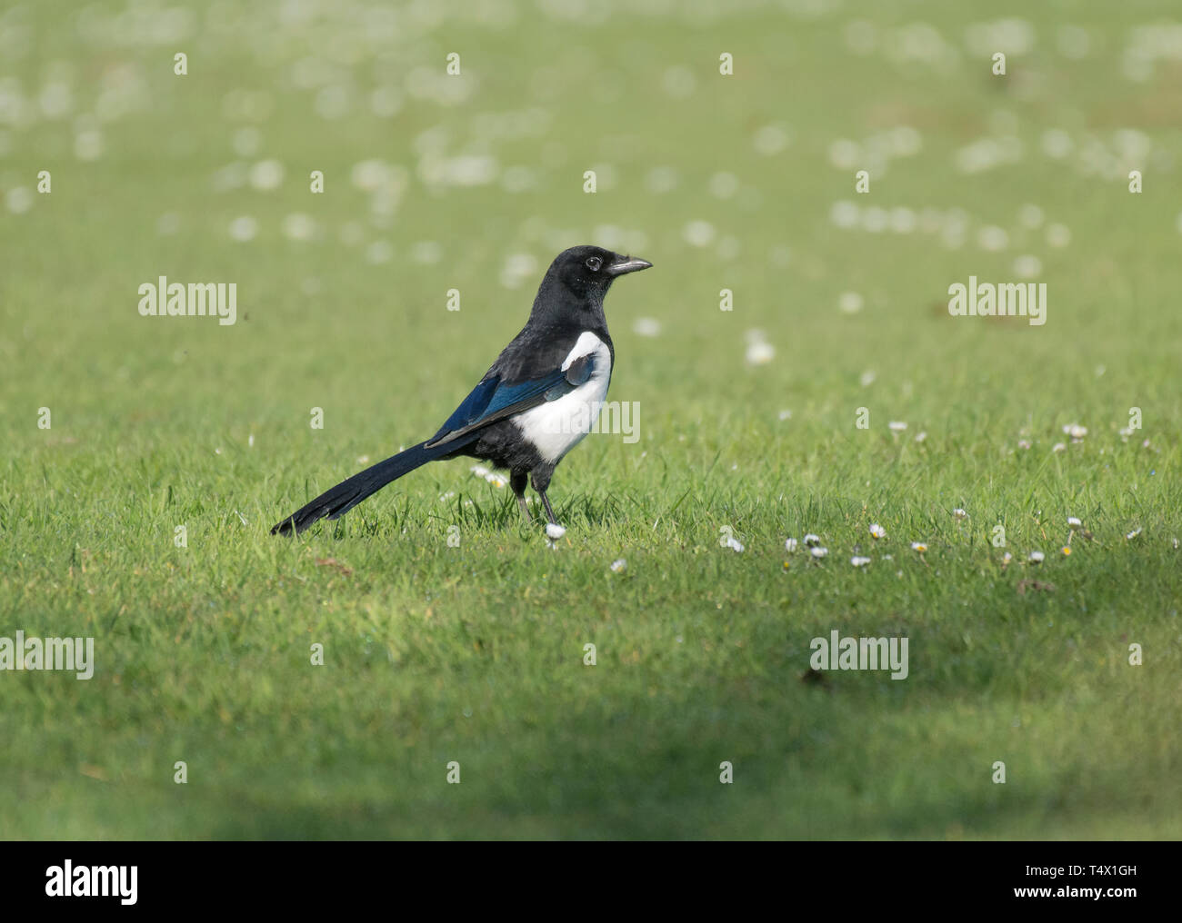 Side view common magpie pica hi-res stock photography and images - Alamy