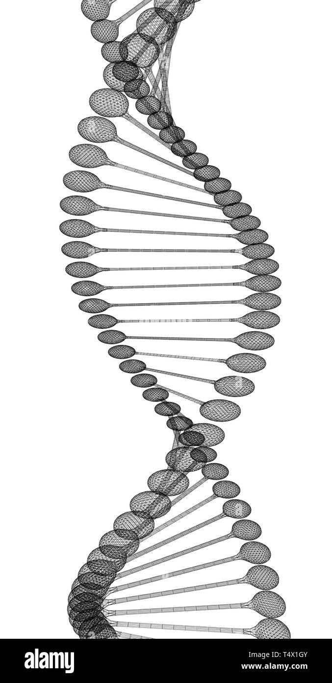 DNA structure model Stock Photo - Alamy