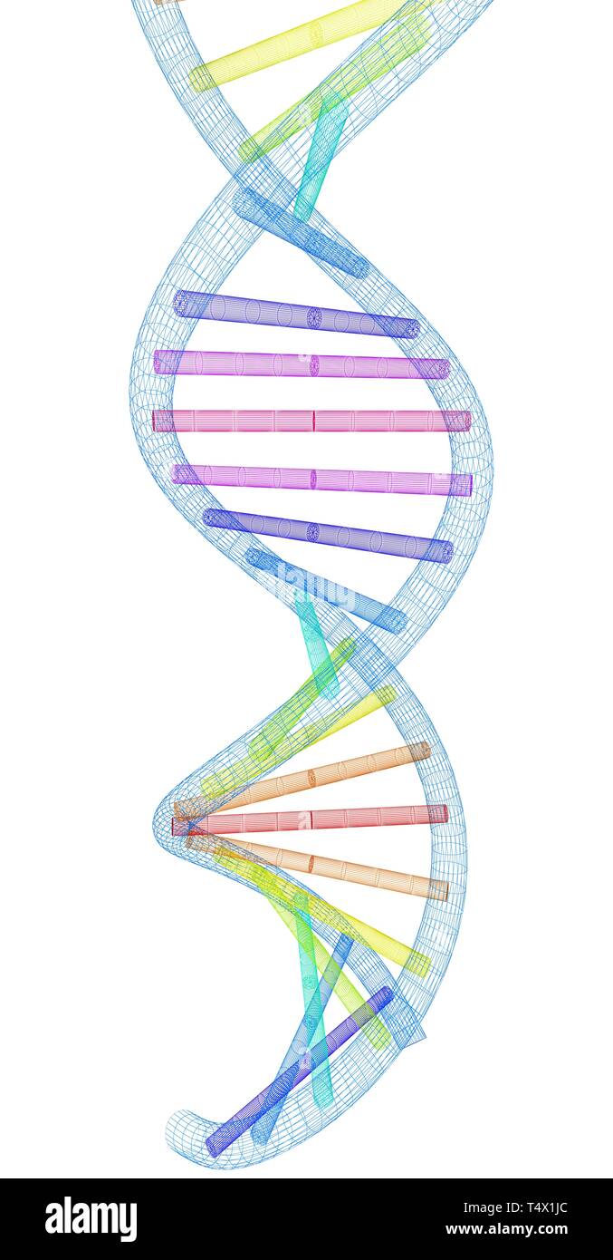 DNA structure model Stock Photo - Alamy