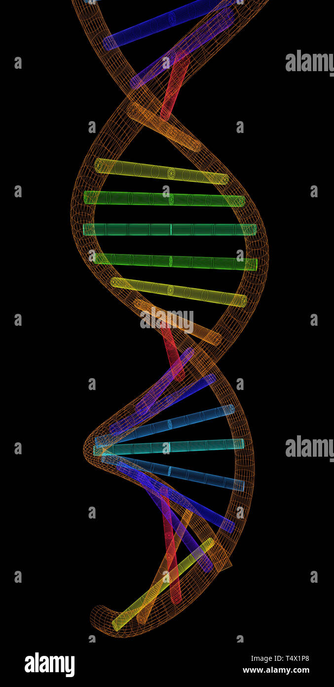 DNA structure model Stock Photo - Alamy