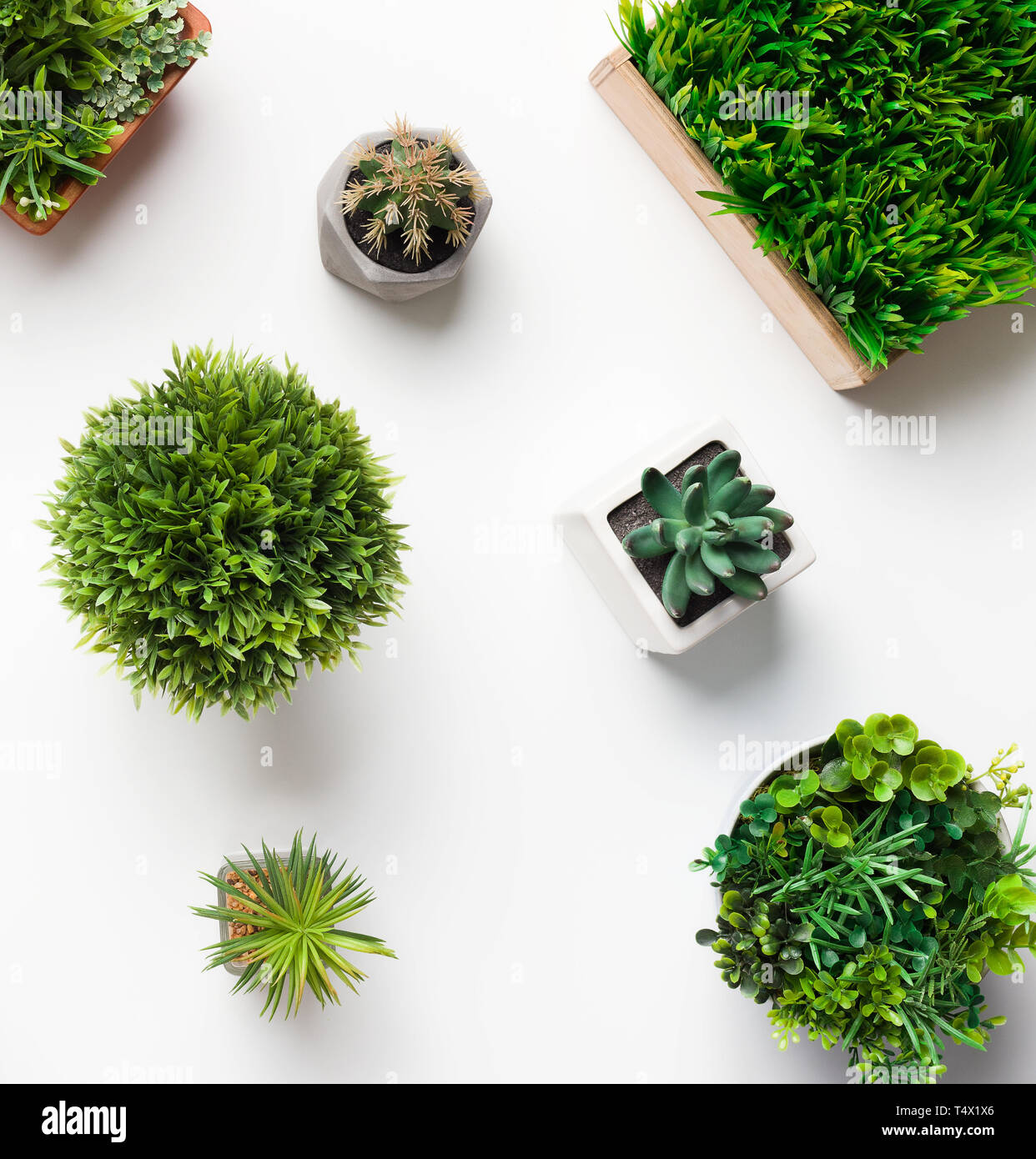 Pattern of decorative plants in various pots on white background Stock ...