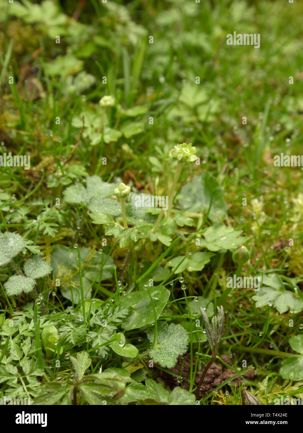 Moschatel or Town-Hall Clock , Adoxa moschatellina Stock Photo - Alamy