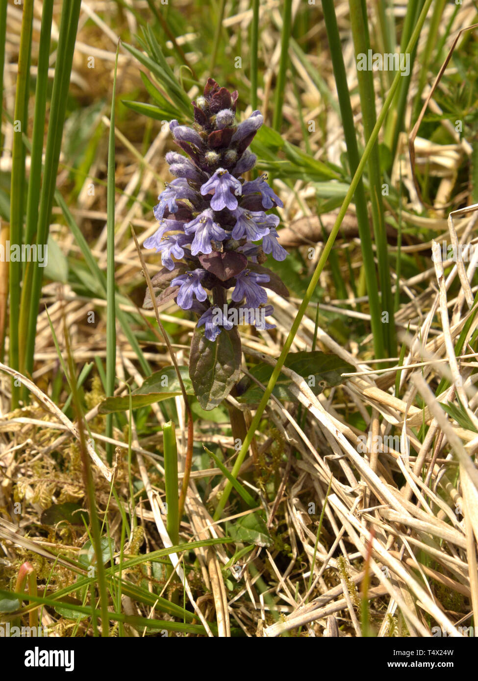 Bugle, Ajuga reptans Stock Photo - Alamy