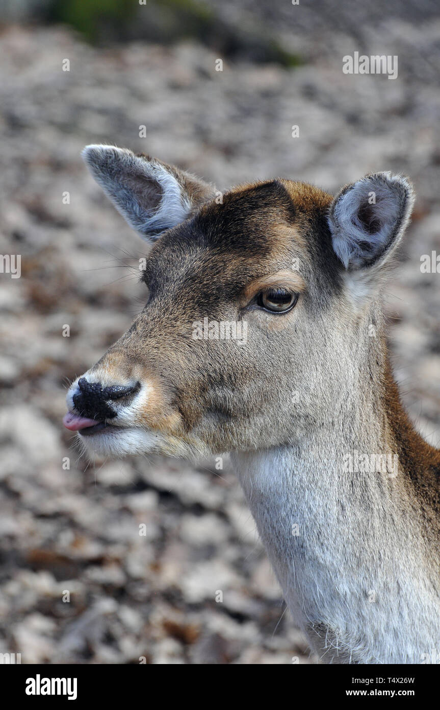 fallow deer, Dama dama, Damhirsch, Damwild, daim européen, európai ...