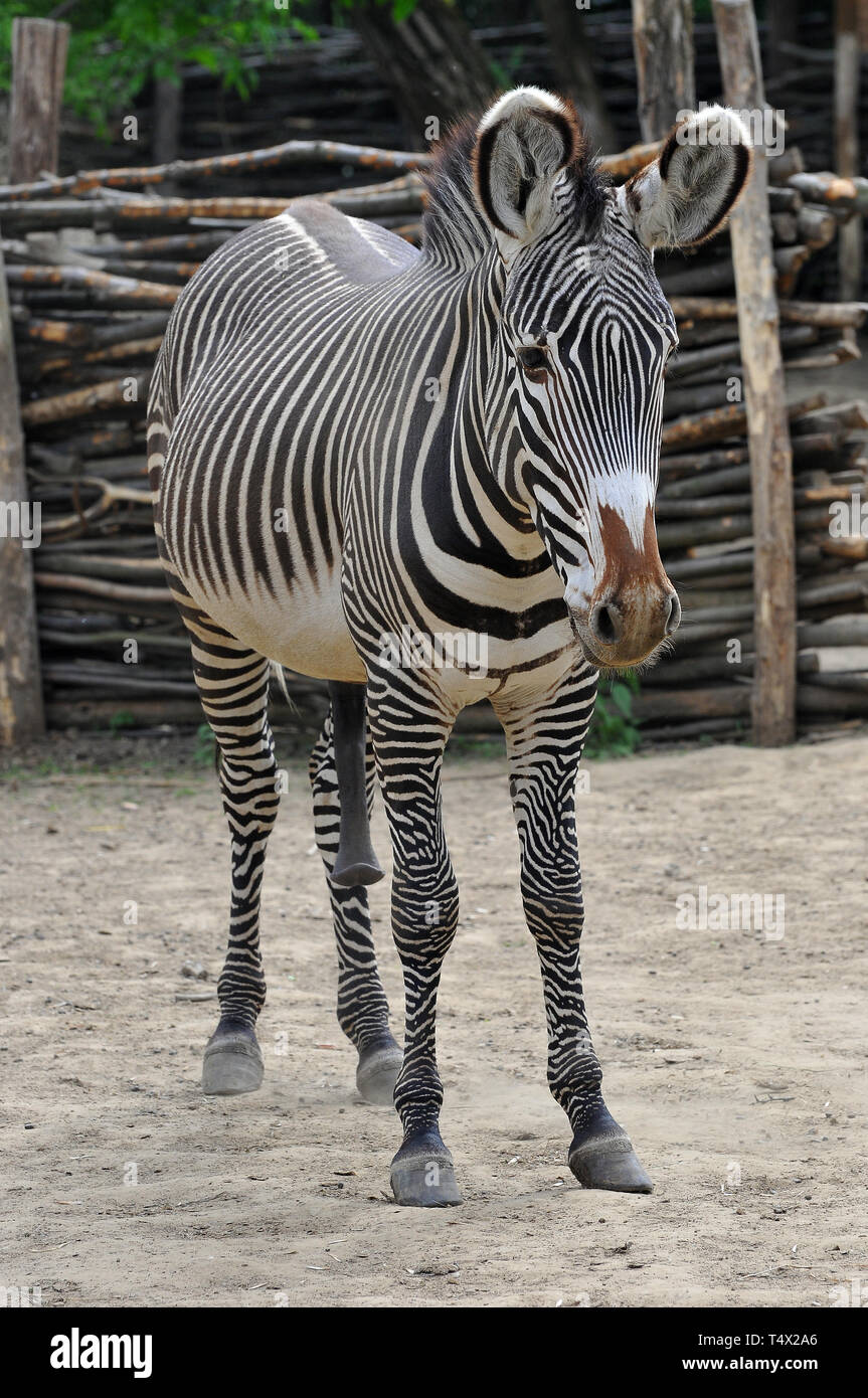 Grévy's zebra, imperial zebra, Grevyzebra, Zèbre de Grévy, Equus grevyi ...