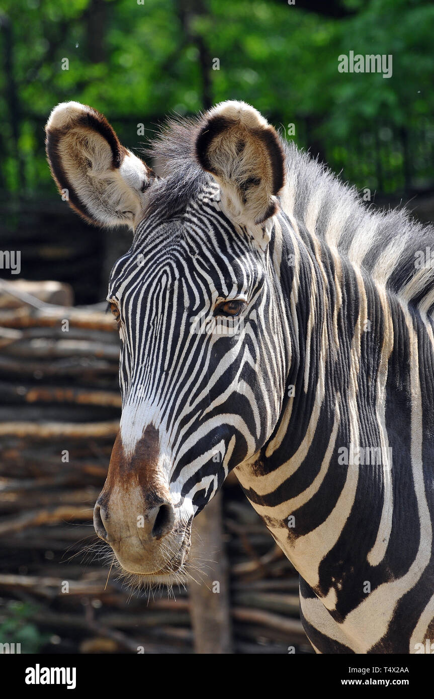 Grévy's zebra, imperial zebra, Grevyzebra, Zèbre de Grévy, Equus grevyi ...