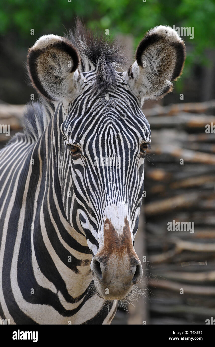 Grévy's zebra, imperial zebra, Grevyzebra, Zèbre de Grévy, Equus grevyi ...