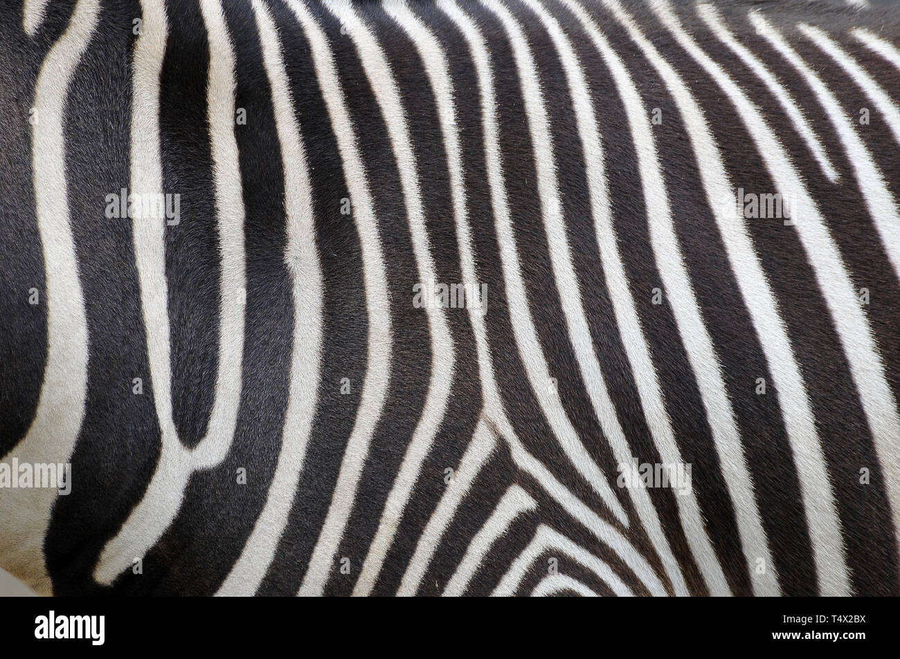 Grévy's zebra, imperial zebra, Grevyzebra, Zèbre de Grévy, Equus grevyi ...