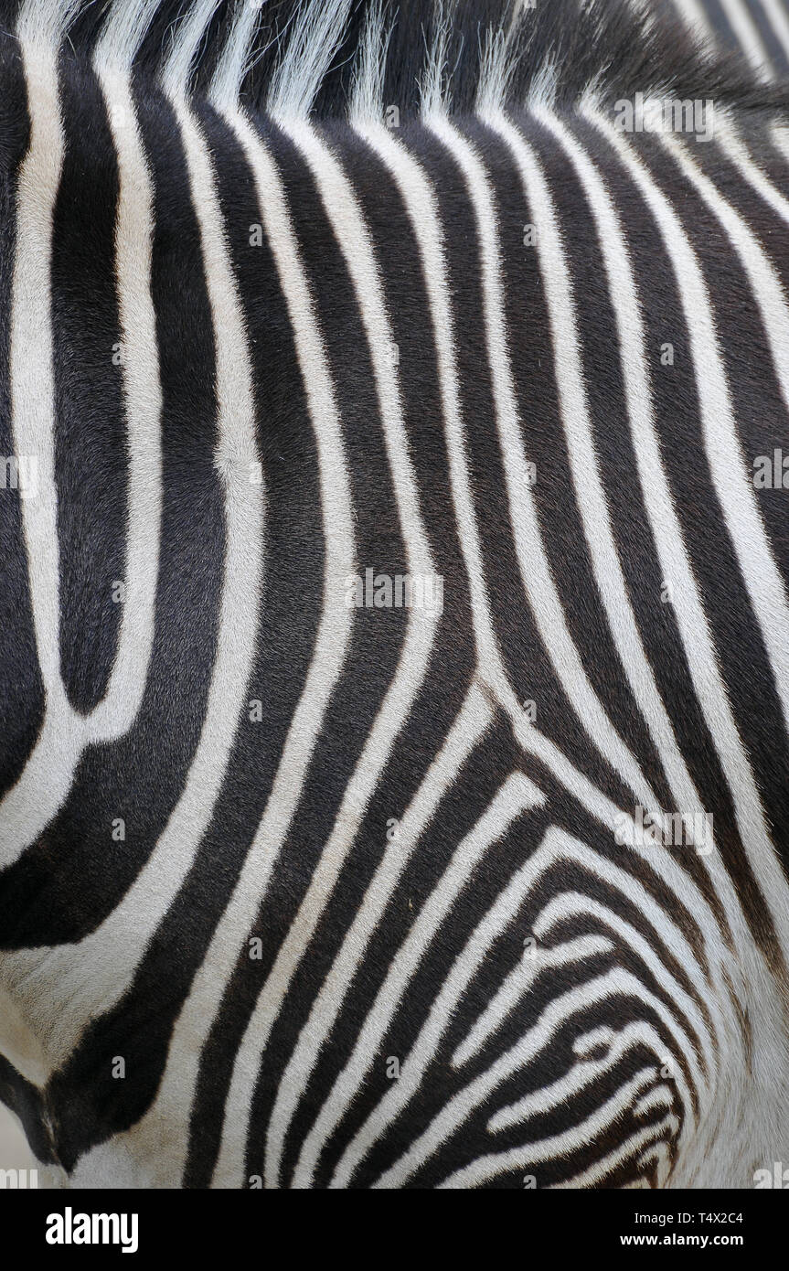 Grévy's zebra, imperial zebra, Grevyzebra, Zèbre de Grévy, Equus grevyi ...