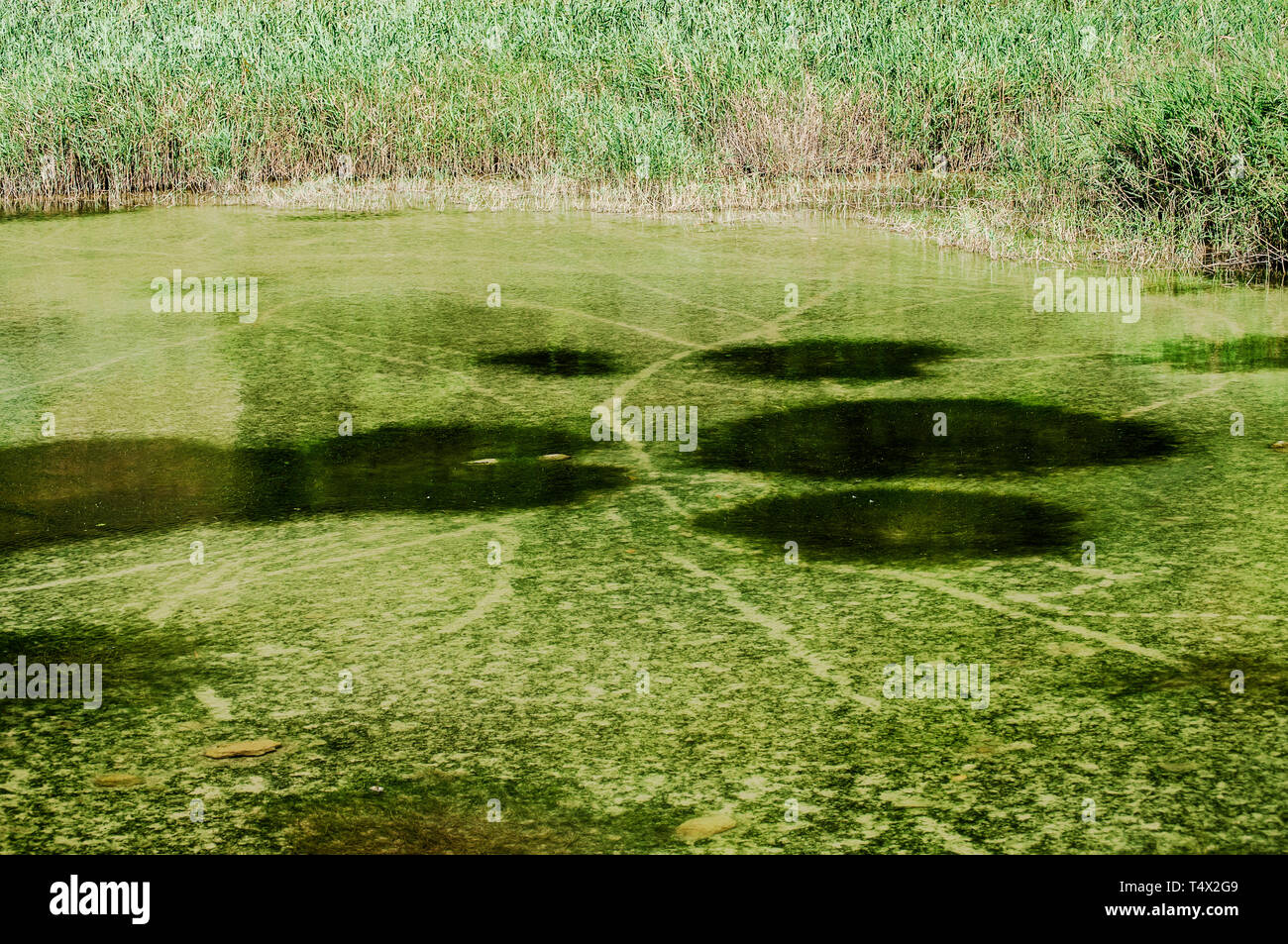 Detail of coastal swamp with greenery vegetation and green waters ...