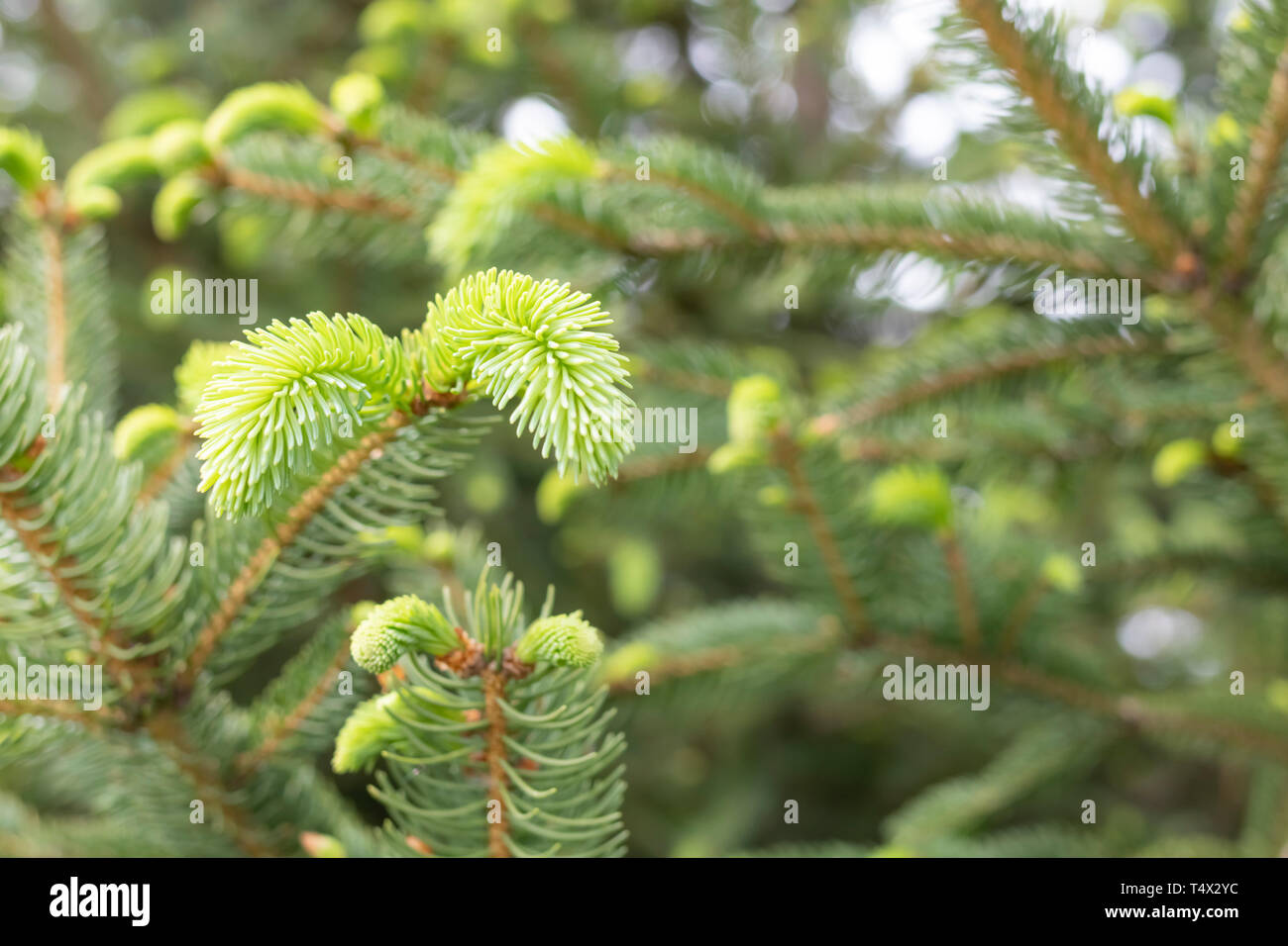 Young branches spruce buds and young spruce needles Natural background ...