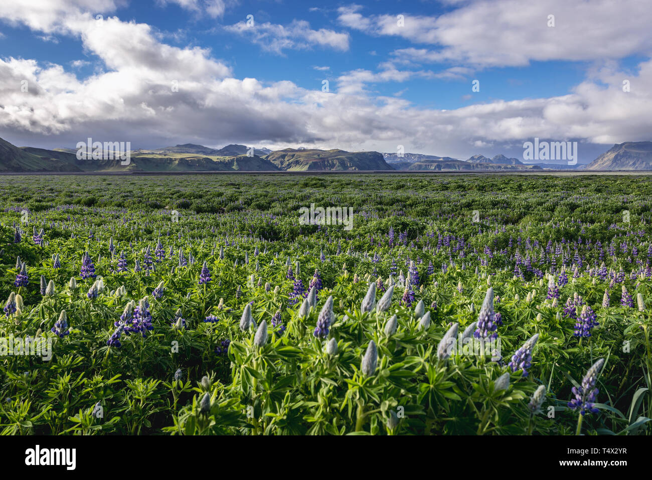 Lupin lupinus nootkatensis hi-res stock photography and images - Alamy