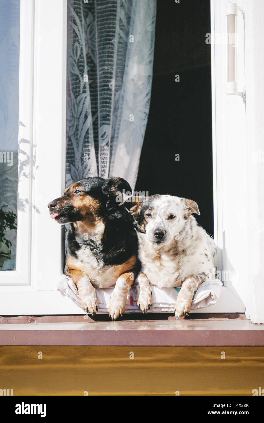 Cute white and black dogs in window. Dogs resting on a warm sunny day ...
