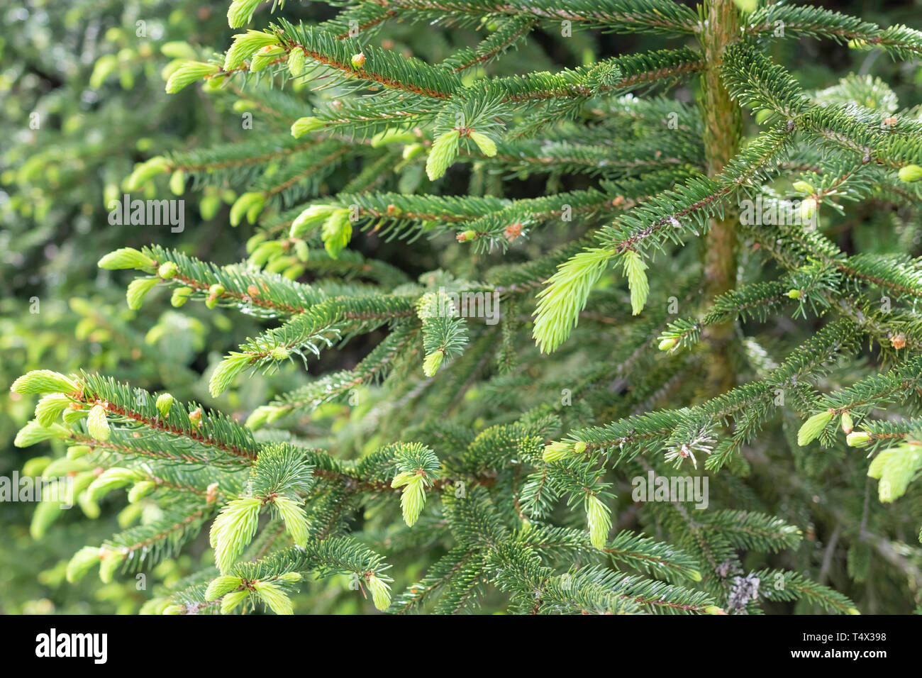 Young branches spruce buds and young spruce needles Natural background ...