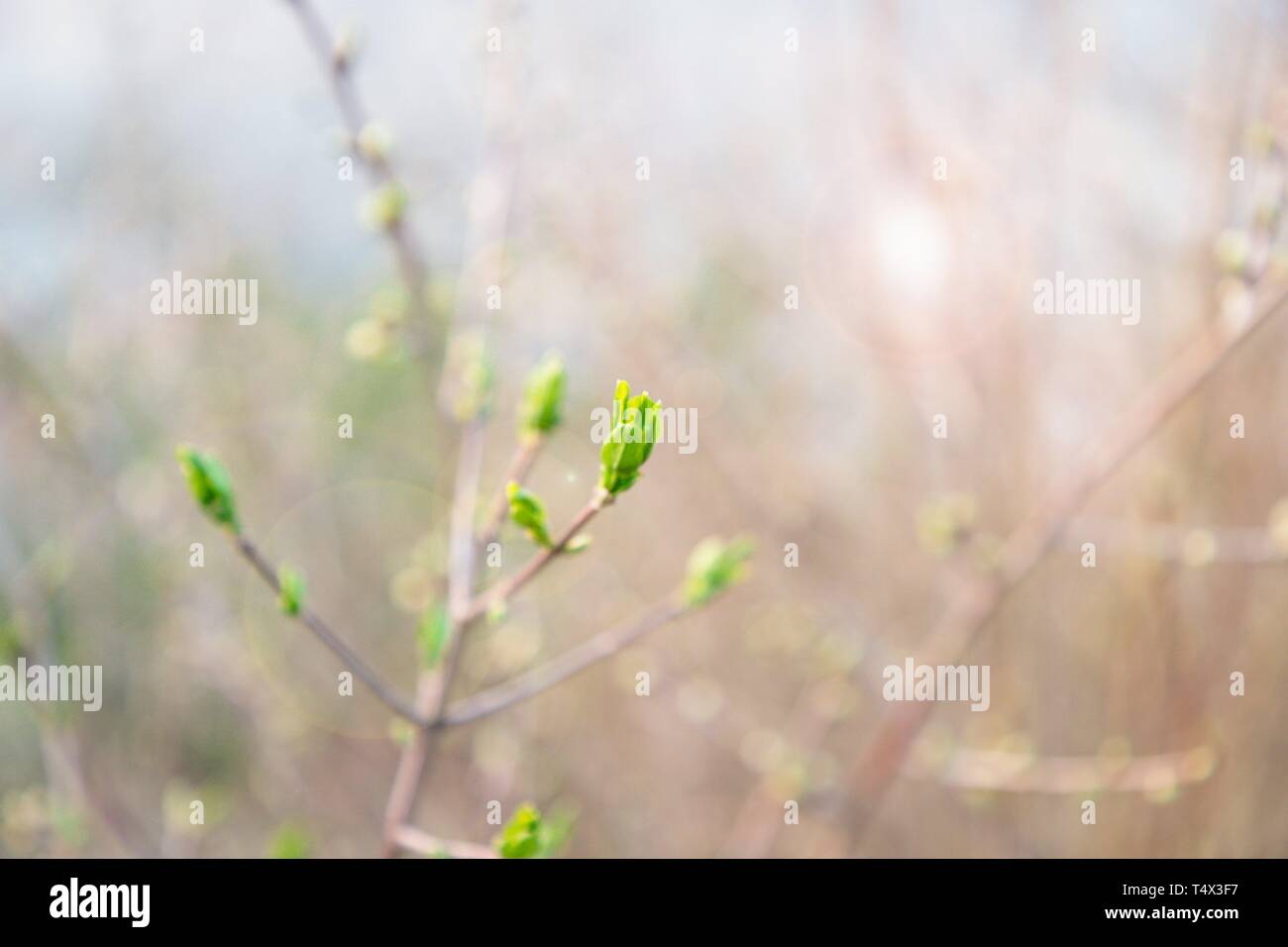 Spring blurred defocus background. Spring young fresh leaves on tree ...