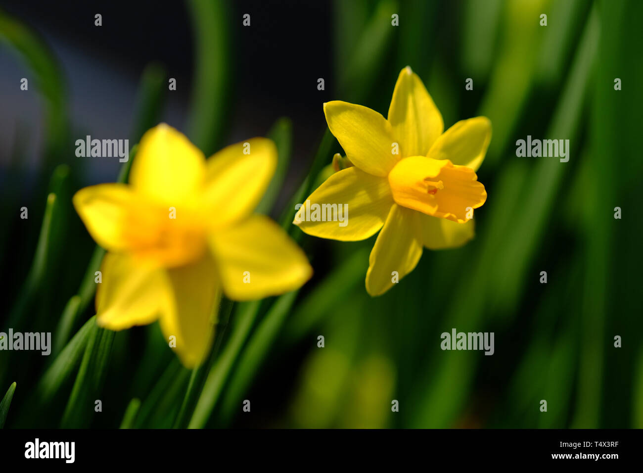 Amaryllidaceae yellow flowers hi-res stock photography and images - Alamy