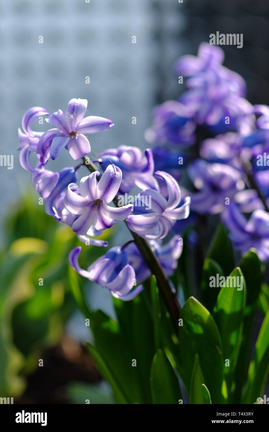 Hyacinthus flowers blossoming in spring Stock Photo - Alamy