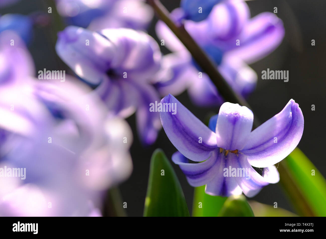 Hyacinthus flowers blossoming in spring Stock Photo - Alamy