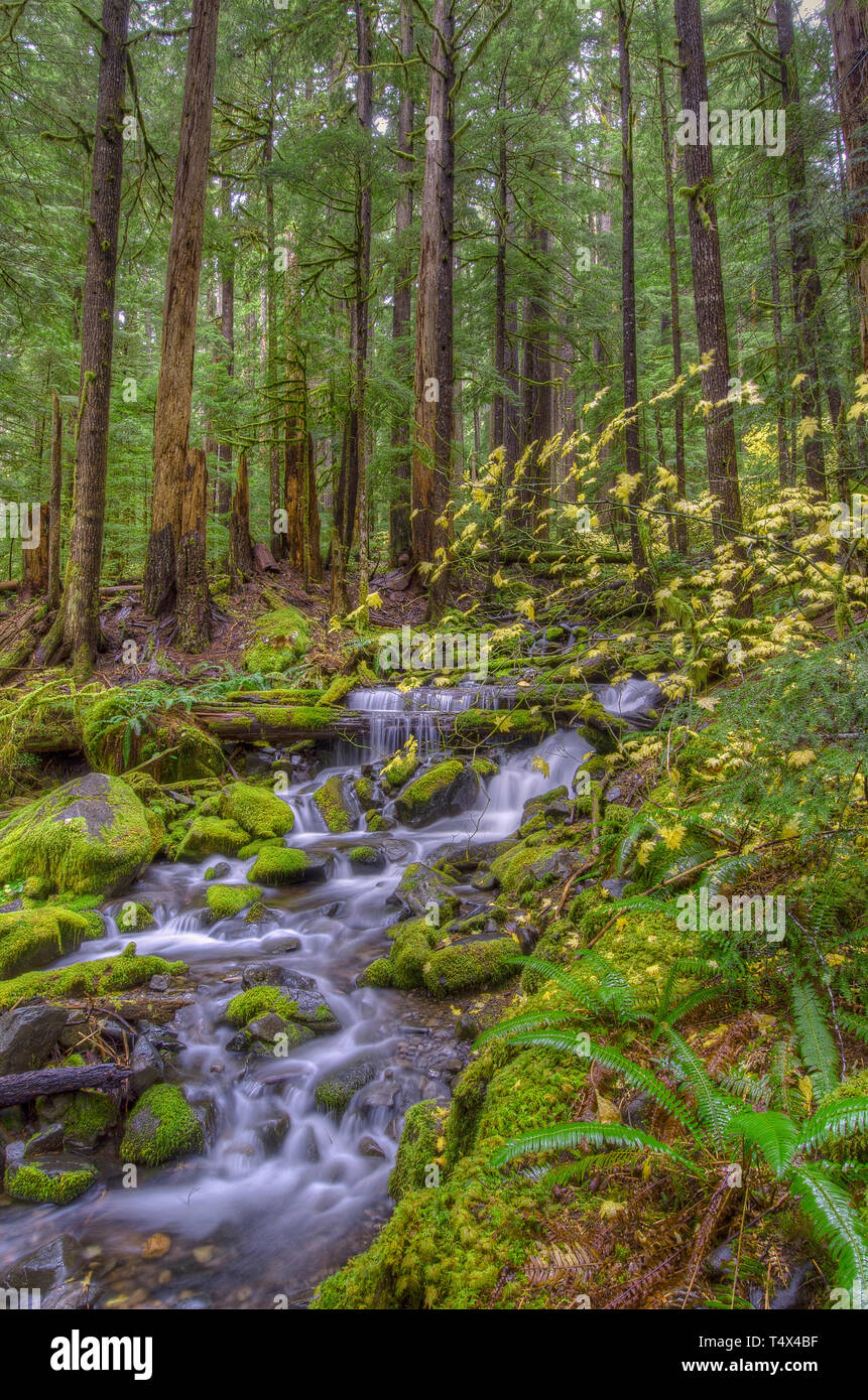 A tributary creek flows into Olympic National Park's, Sol Duc river ...