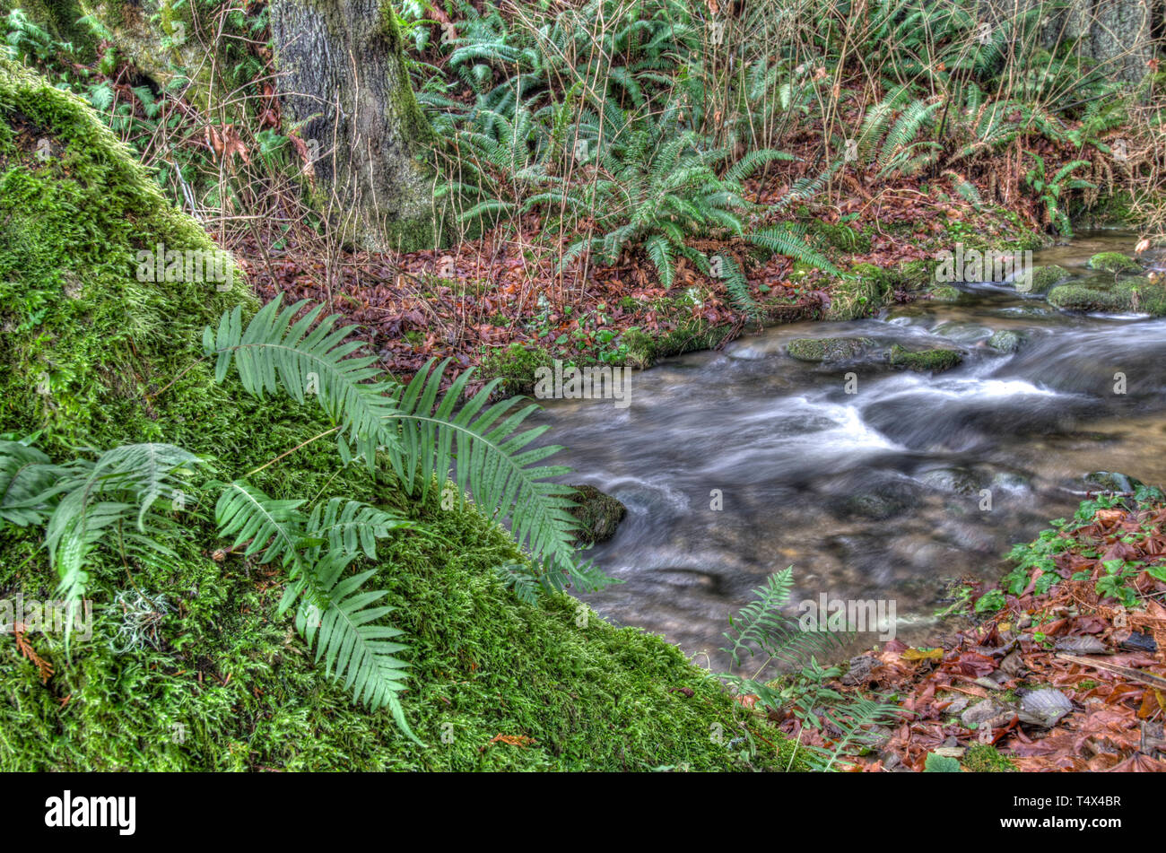 Creek at Pillar Point on Washington's Olympic Peninsula Stock Photo - Alamy