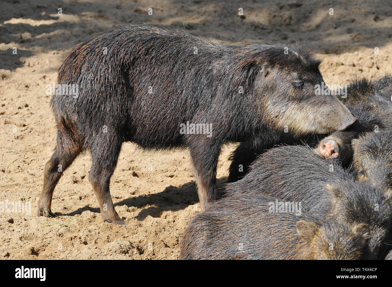 Feherajku pekari hi-res stock photography and images - Alamy