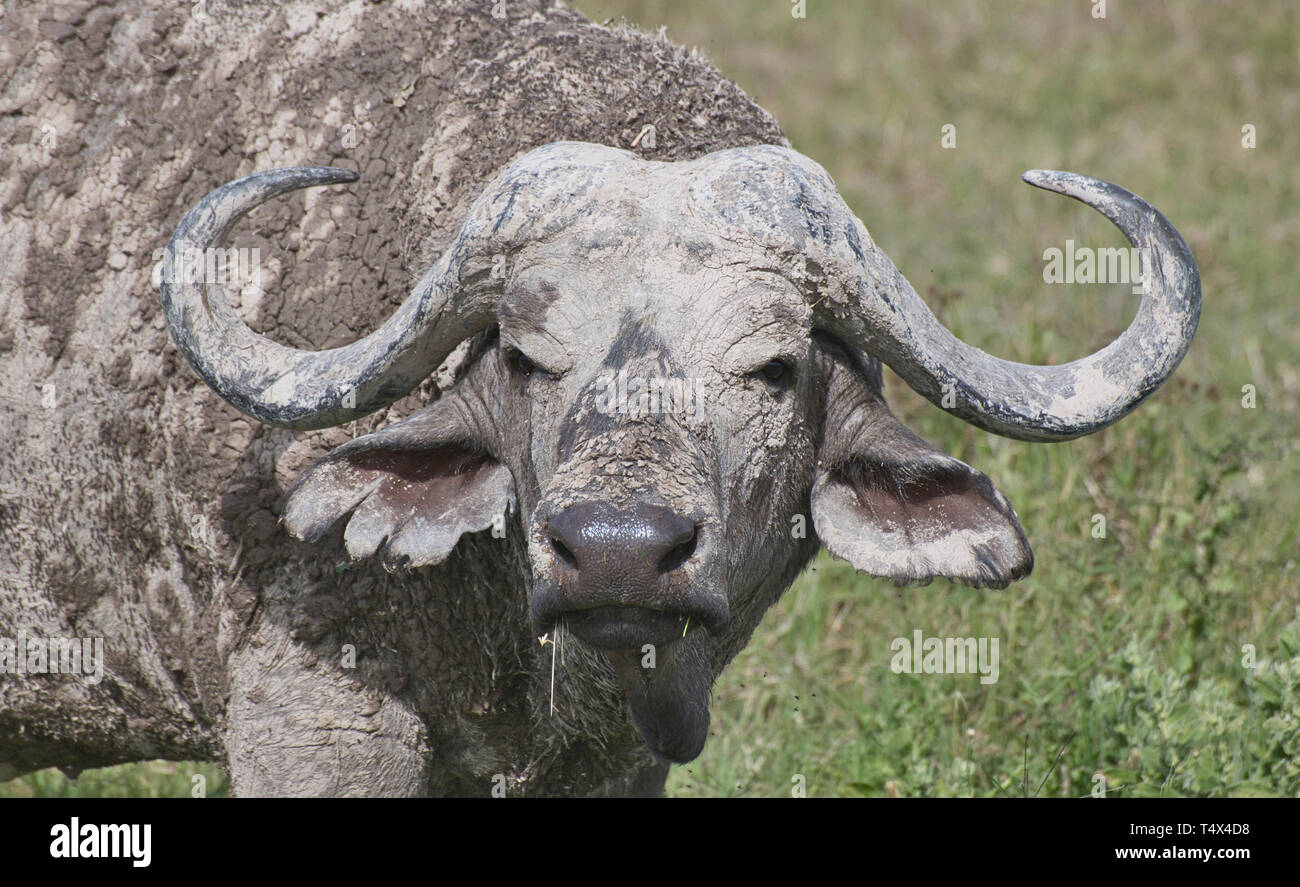 Buffalo wallow hi-res stock photography and images - Alamy