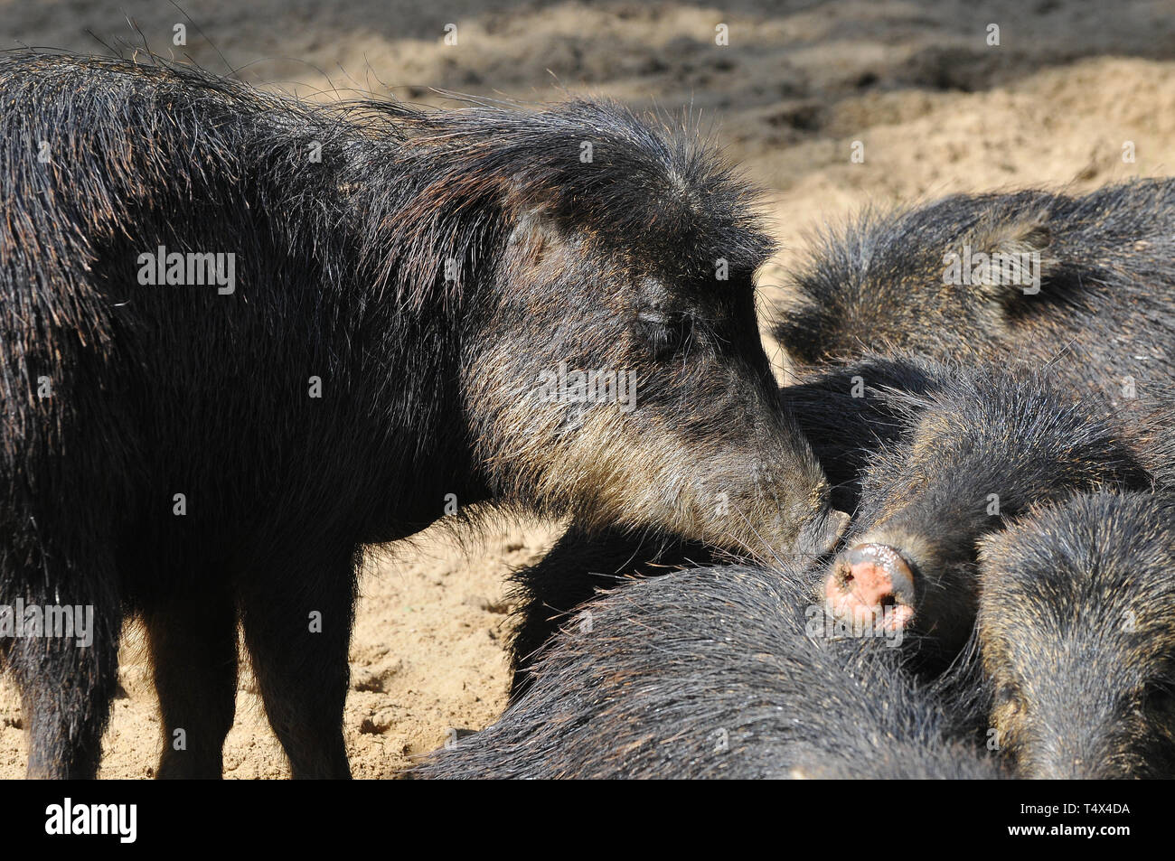 Pekari hi-res stock photography and images - Alamy