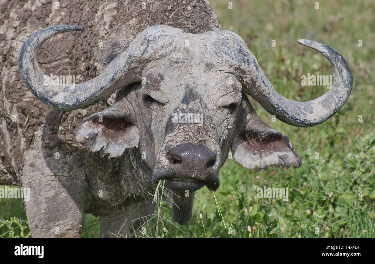 Cape or African buffalo (Syncerus caffer) after a mud wallow. This can ...