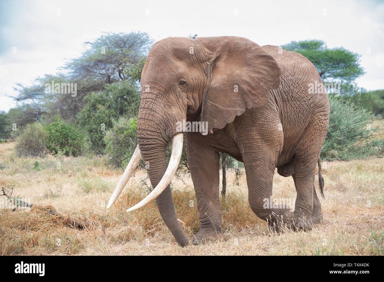 An adult male African elephant (Loxodonta africana) with large tusks ...