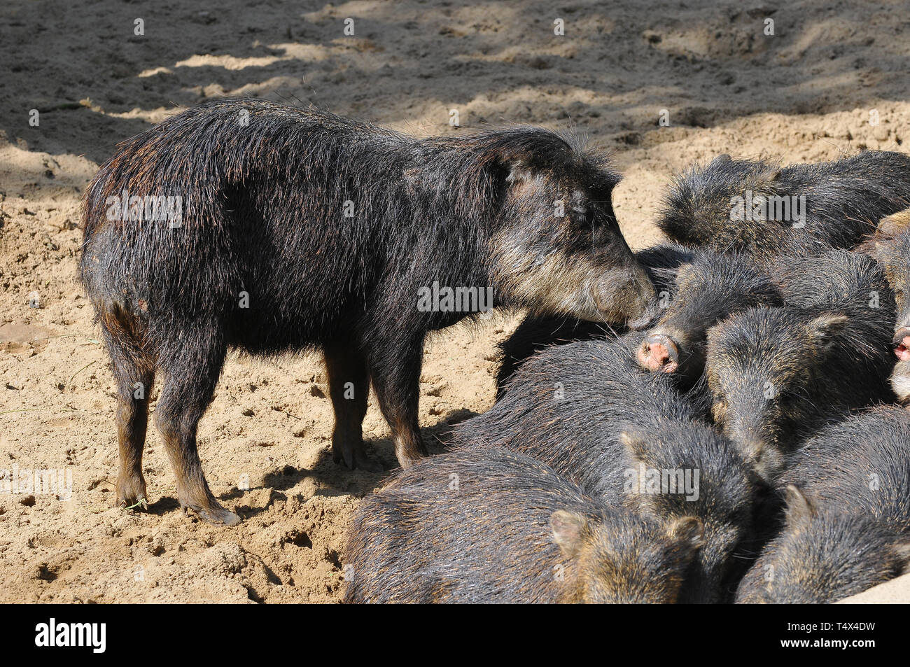 white-lipped peccary, Weißbartpekari, Tayassu pecari, fehérajkú pekari ...