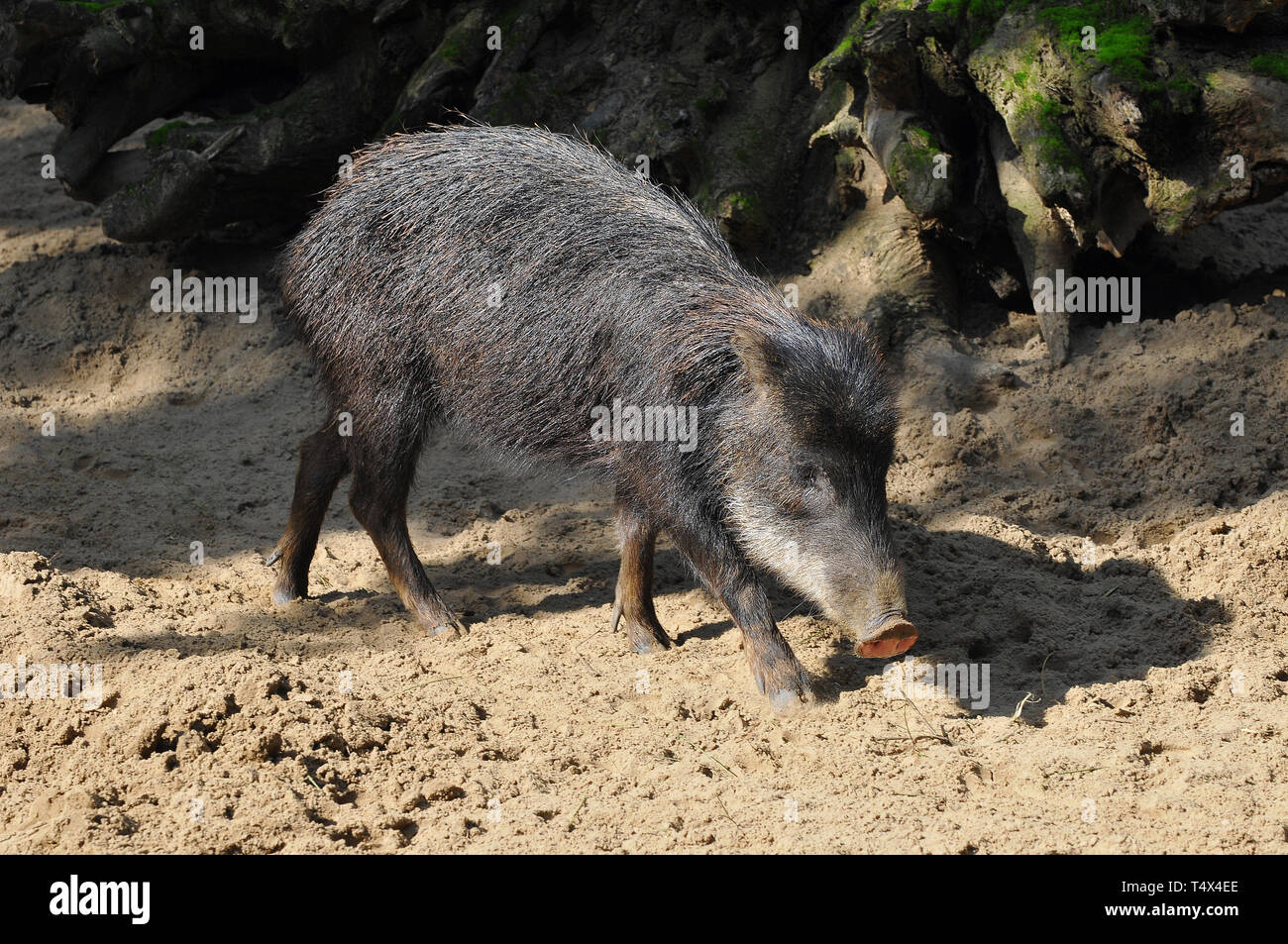 Pekari hi-res stock photography and images - Alamy