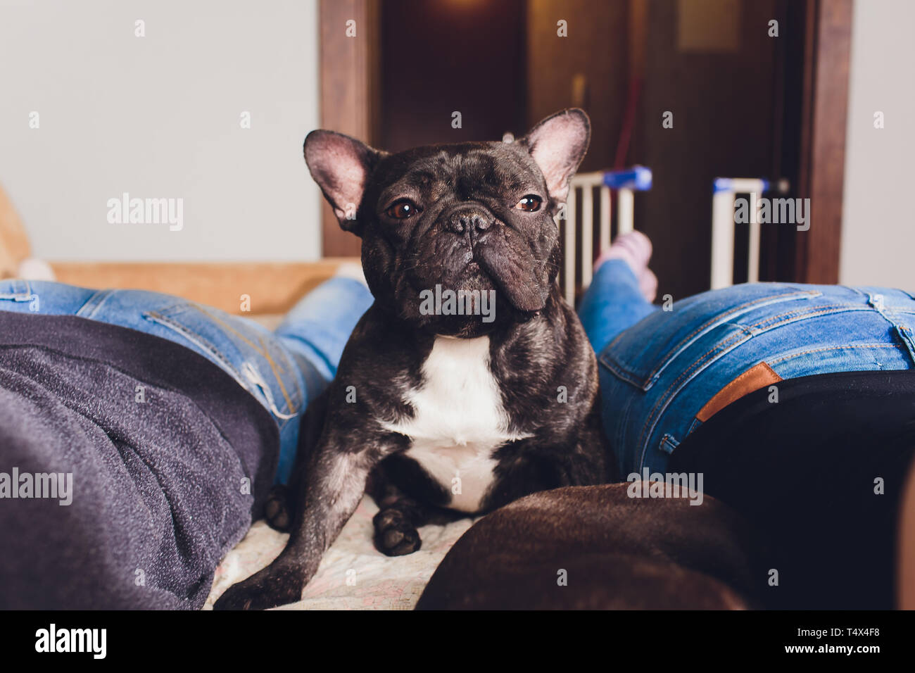 French bulldog sitting on couch - horizontal dog Stock Photo - Alamy