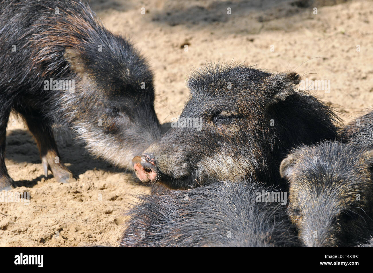 white-lipped peccary, Weißbartpekari, Tayassu pecari, fehérajkú pekari ...
